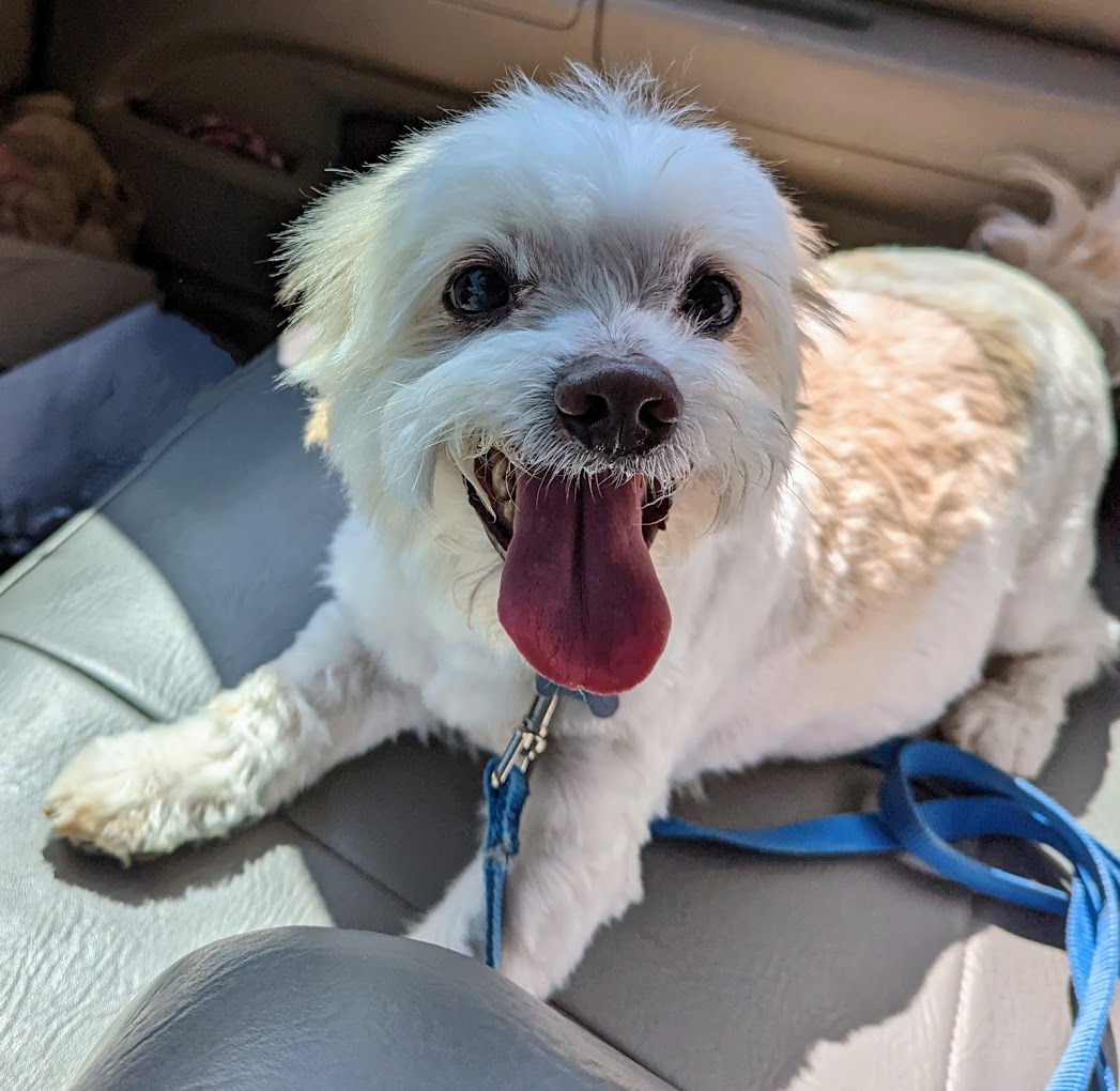 The Pet Spot – ShiDog