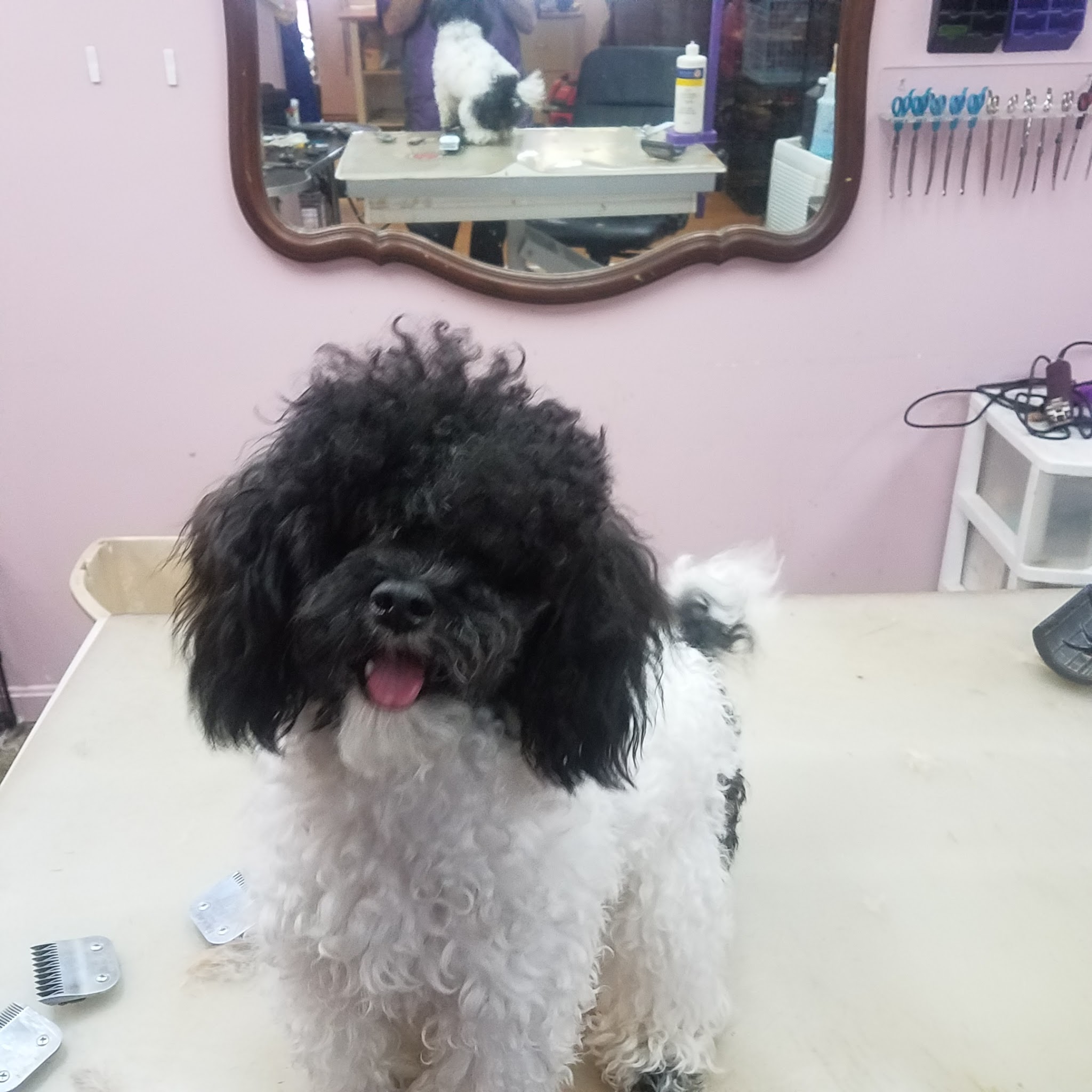 Critters Pet Grooming – ShiDog