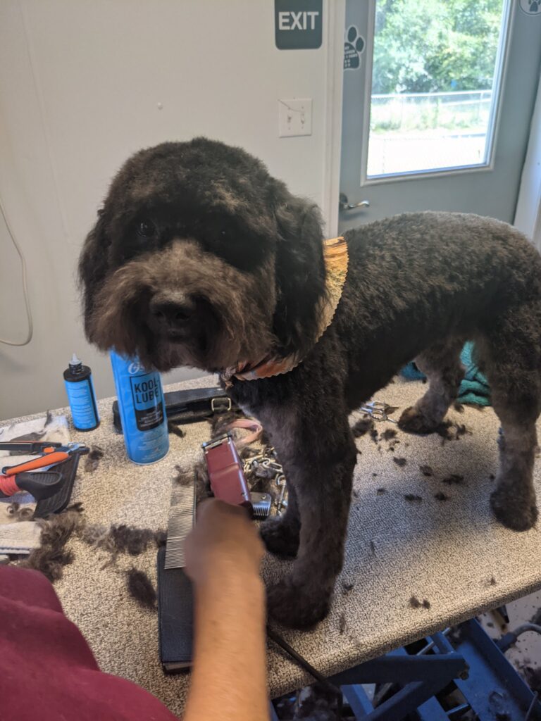 Poochie’s Pet Bath & Groom – ShiDog