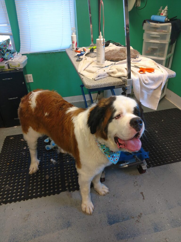 Poochie’s Pet Bath & Groom – ShiDog