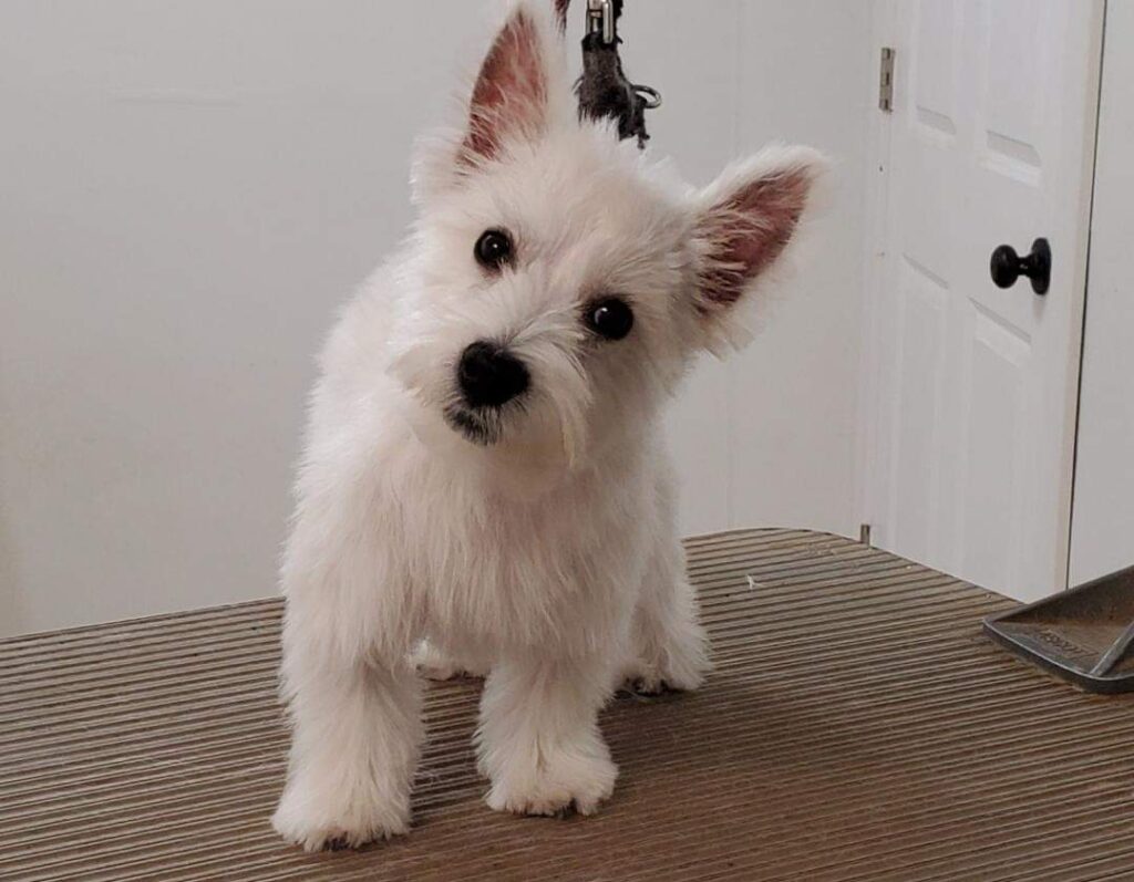 Pretty Puppy Salon & Day Spa and boarding – ShiDog
